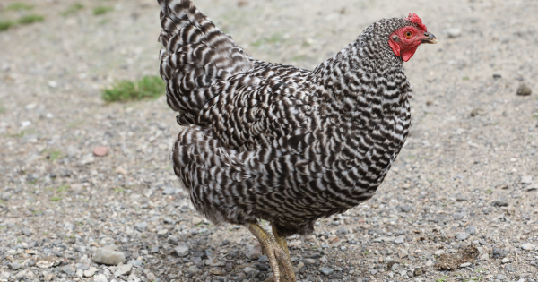 Saturday Family Time: Chicken Eggs-travaganza! - Gore Place